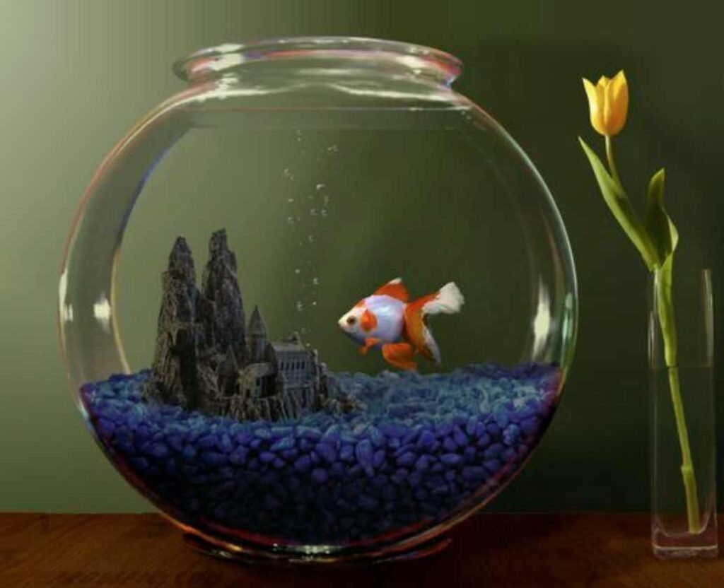 👉 Dale un toque único a tu hogar con las peceras de vidrio
