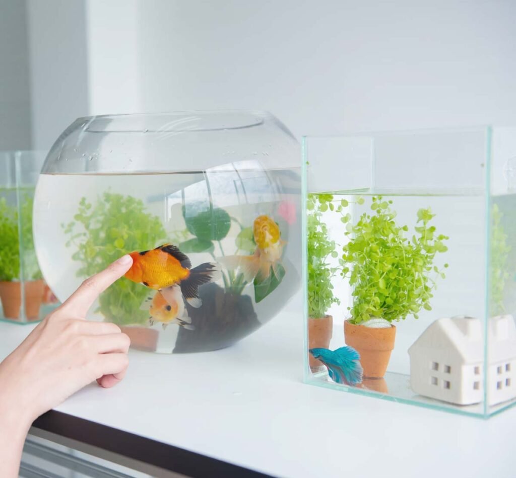 ️ Todo sobre acuarios y peceras pequeñas